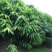 Thysanolaena Tiger Grass 30cm – Bigga Trees