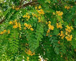 Tipuana Pride Of Bolivia – Bigga Trees