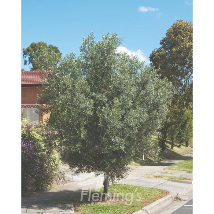 Olive Tolley Upright 30lt – Bigga Trees