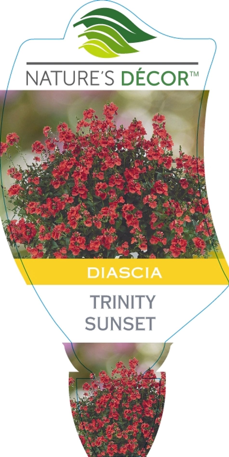 Diascia Trinity Sunset 140mm – Bigga Trees