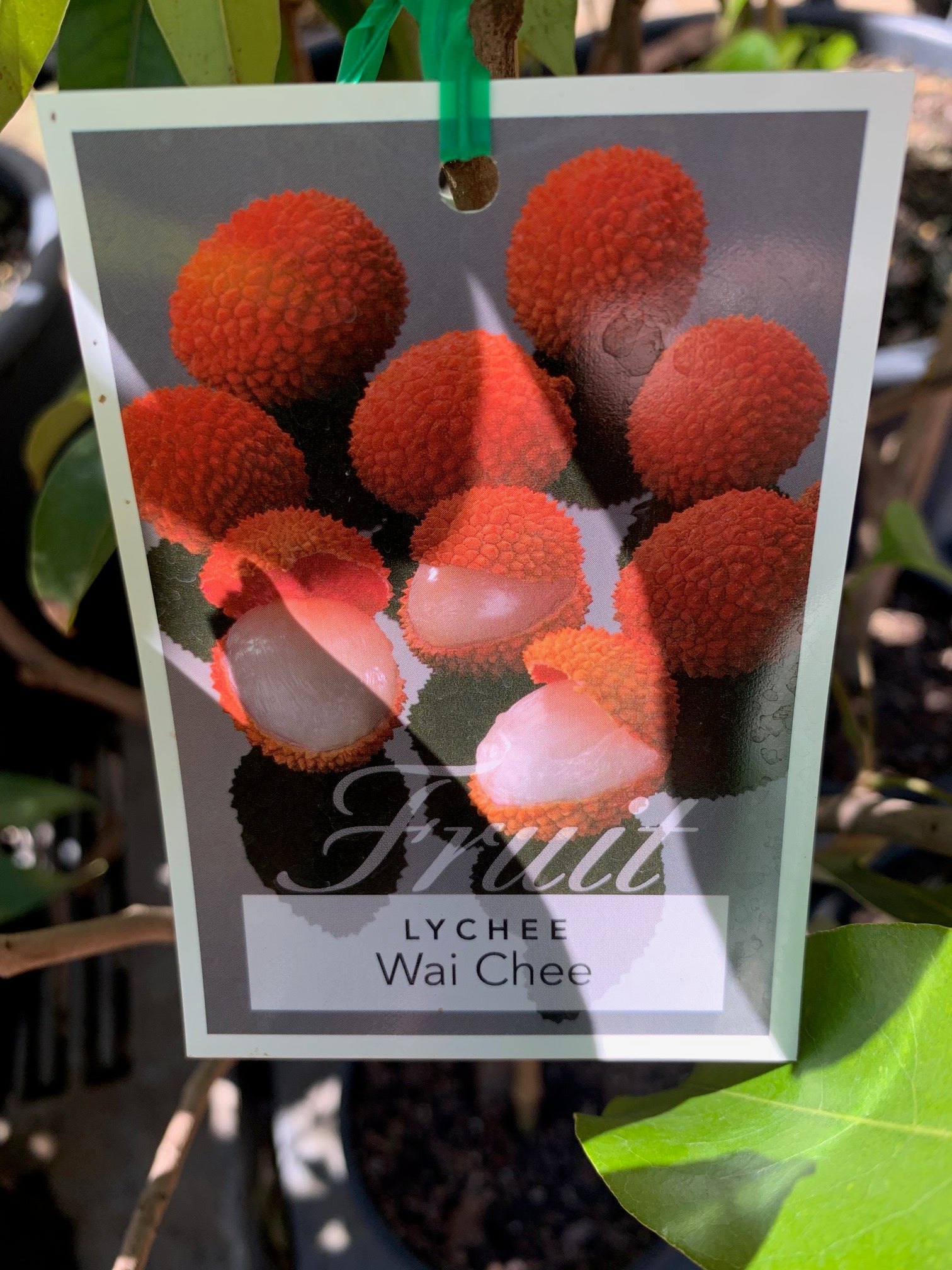 Lychee Wai Chee 8lt – Bigga Trees