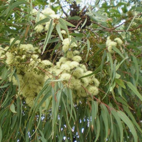 Eucalytpus Wandoo 50lt – Bigga Trees