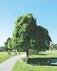 Weeping 50lt – Bigga Trees