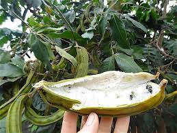 Ice Cream Bean Tree – Bigga Trees