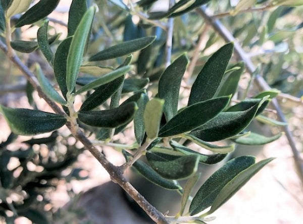 Olive Tolley Upright 200mm – Bigga Trees
