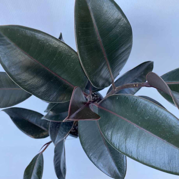 Ficus Elastica Burgandy 14cm – Bigga Trees