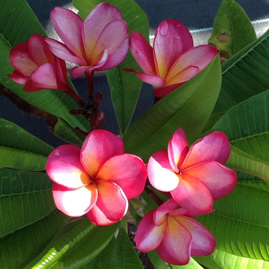 Frangipani-Varieties` – Bigga Trees