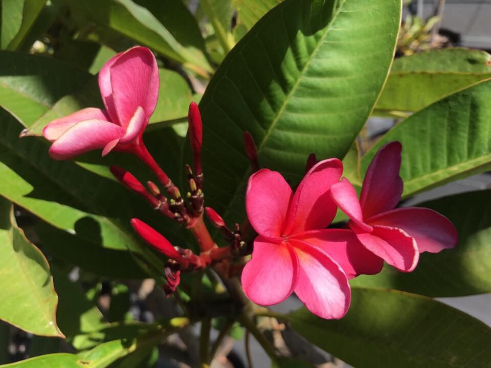 Blood Sun – Bigga Trees