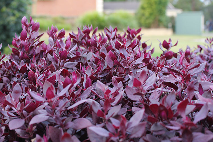 Little Ruby 17cm – Bigga Trees