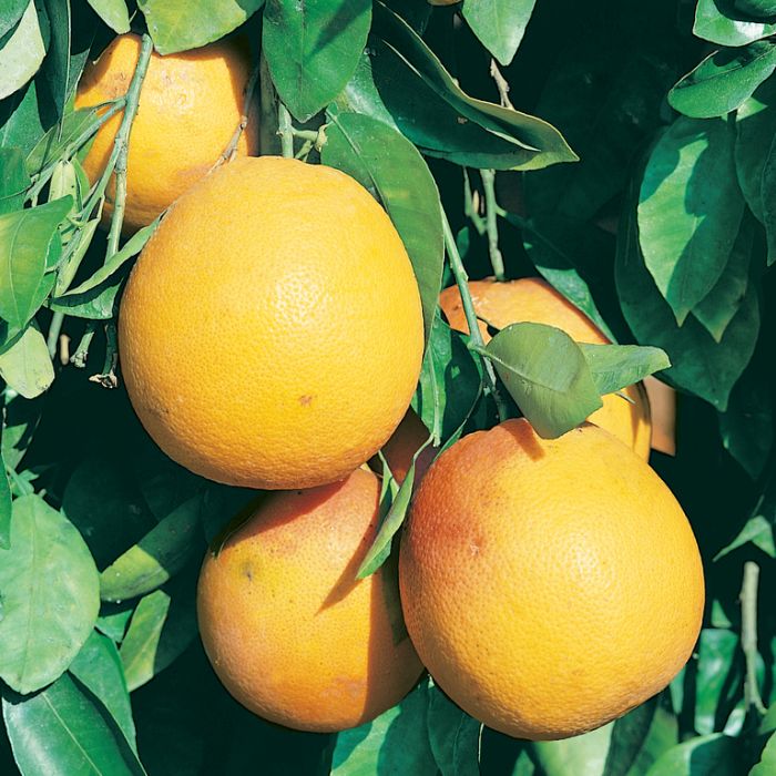 Rio Red Semi Dwarf 8lt – Bigga Trees