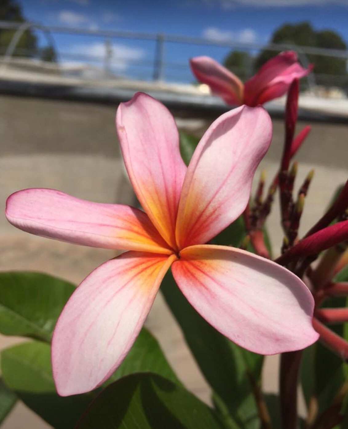 Tillie Hughes 4.5lt – Bigga Trees