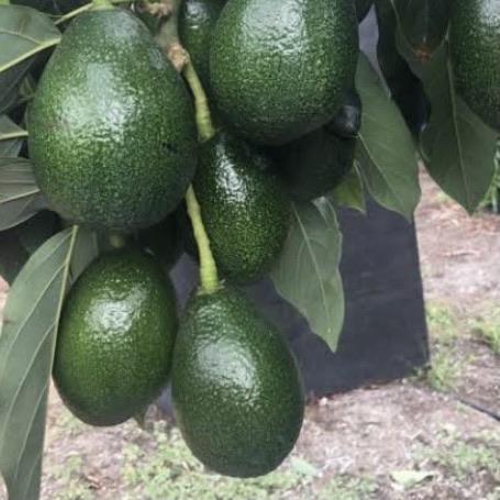 Dwarf Rincon – Bigga Trees