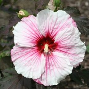 Copper Queen 175mm – Bigga Trees