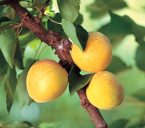 Bulida (dwarf) – Bigga Trees