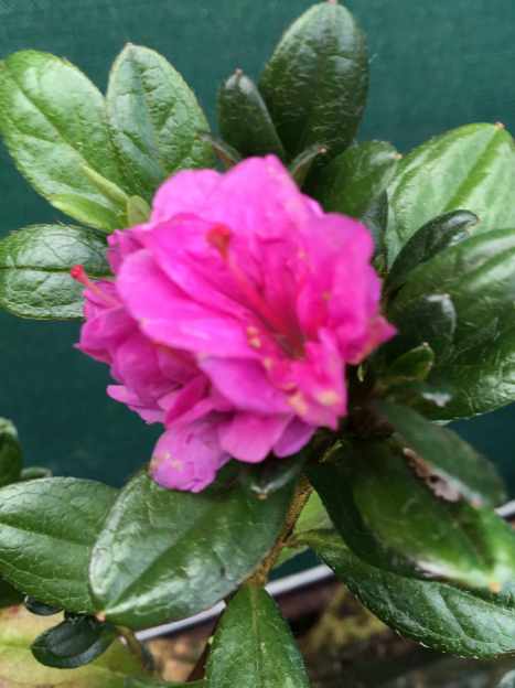 Pixie 8lt – Bigga Trees