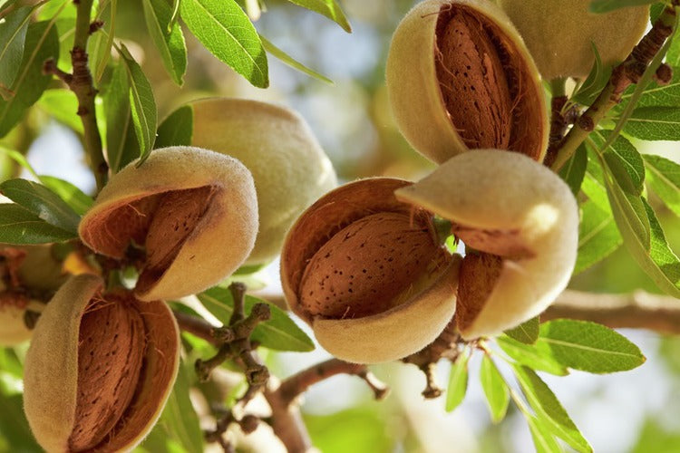 Almond (dwarf) 4lt – Bigga Trees