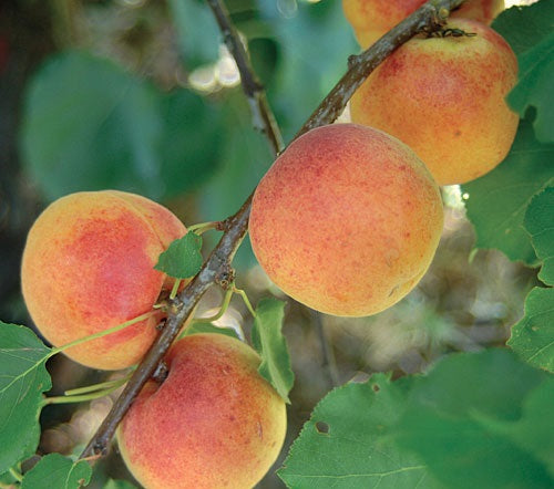 Divinity 50lt – Bigga Trees