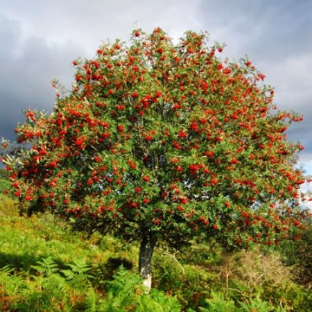 Rowan 50lt – Bigga Trees