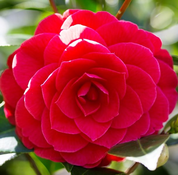 Red Red Rose – Bigga Trees