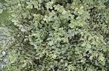 Screen Master Variegated 14cm – Bigga Trees