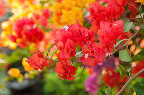 Bougainvillea Red Dragon Small – Bigga Trees