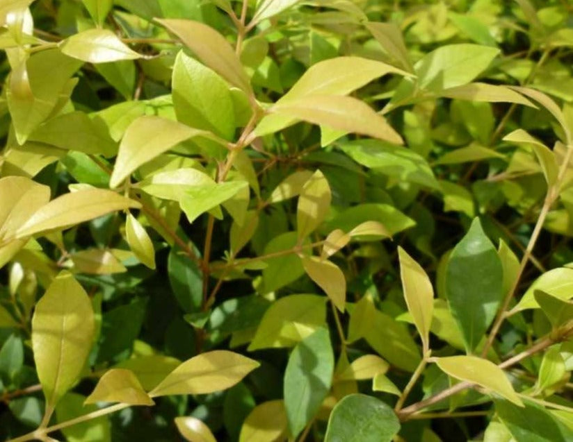 Acmena Smithii Goodbye Neighbours – Bigga Trees