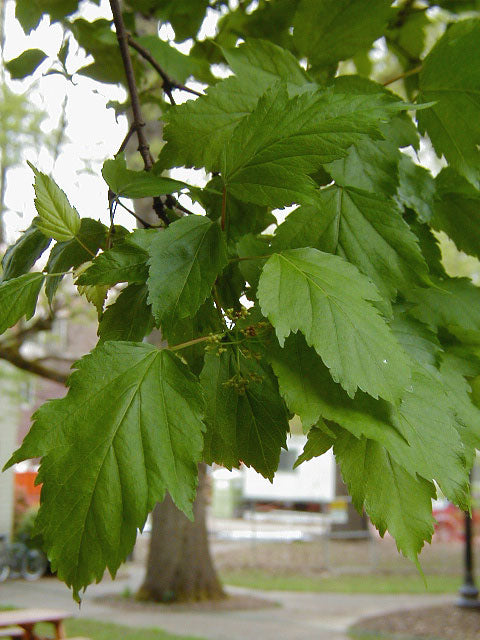 David's 50ltr – Bigga Trees