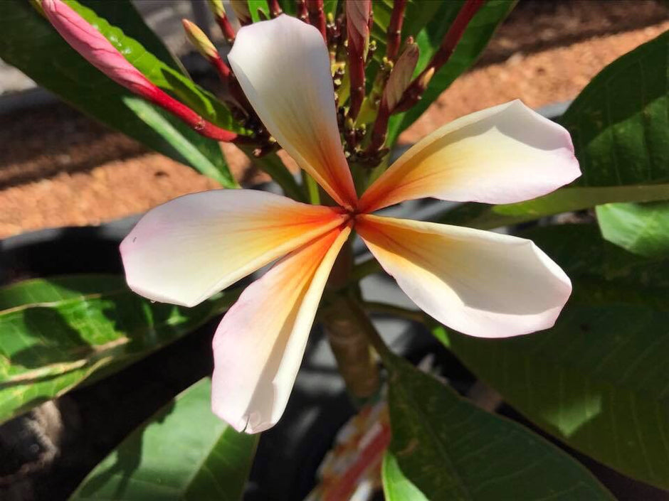 Frangipani-Varieties` – Bigga Trees