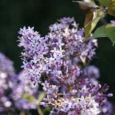 Syringa Wolfs Lilac 20cm – Bigga Trees