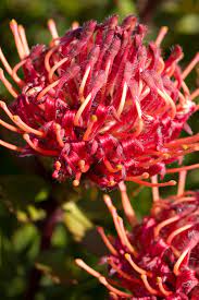 Leucospermum Carnival Red 140mm – Bigga Trees
