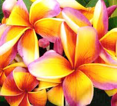 Mui Rainbow – Bigga Trees