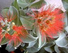 Metrosideros Thomasli 140mm – Bigga Trees