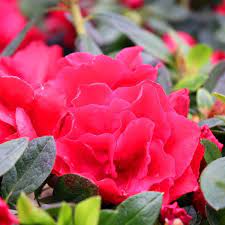 Super Red 175mm – Bigga Trees